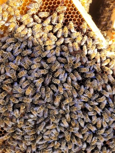 NHS England — North West » Case study – Bee Hives